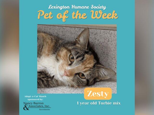 Pet of the Week: 1-year-old Torbie cat Zesty - NewsBreak