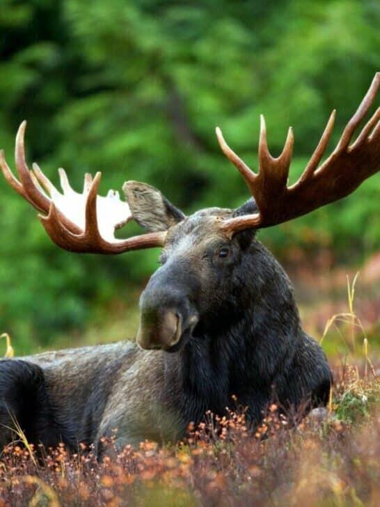 Top 10 Temperate Forest Animals - NewsBreak