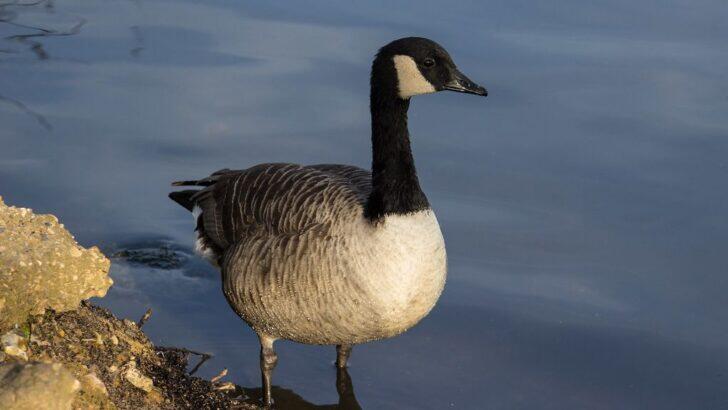 Goose Walks Again after Miraculous Recovery from Power Line Nightmare ...