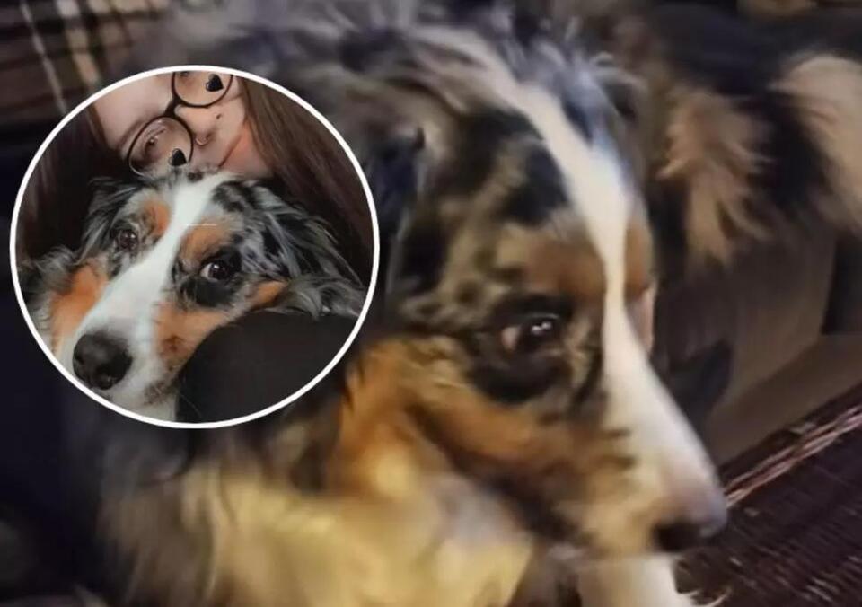 Burton Dog Goes Viral On TikTok - NewsBreak