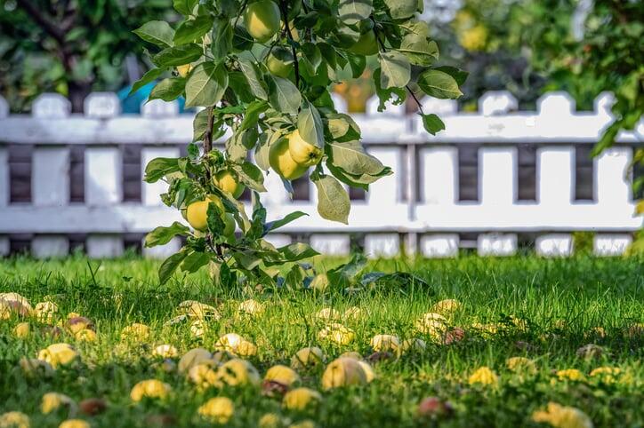 Seeking fruitful Lenmeldy launch, Orchard names commercial chief to ...