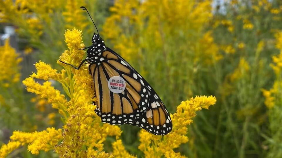 Monarch butterfly numbers plunge on Prince Edward Island after dry ...