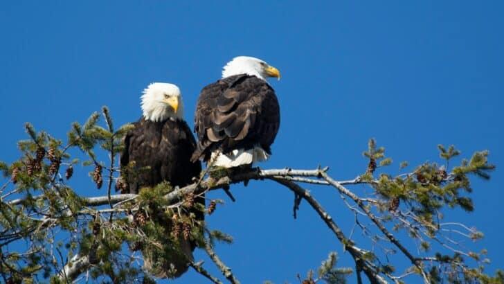 14 Wildlife Events You Can Witness in North America - NewsBreak