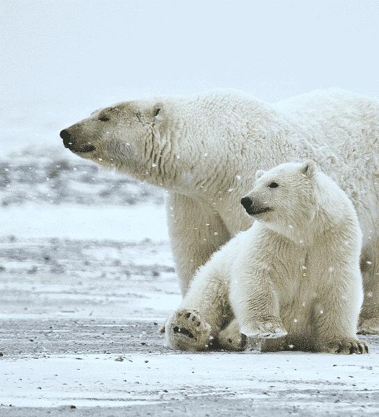 Animals and Wildlife in Ontario - NewsBreak