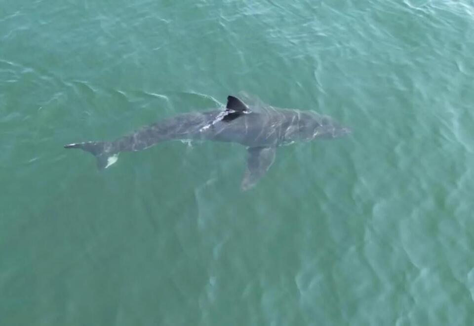 Drone video shows great white shark lurking near popular beaches ...