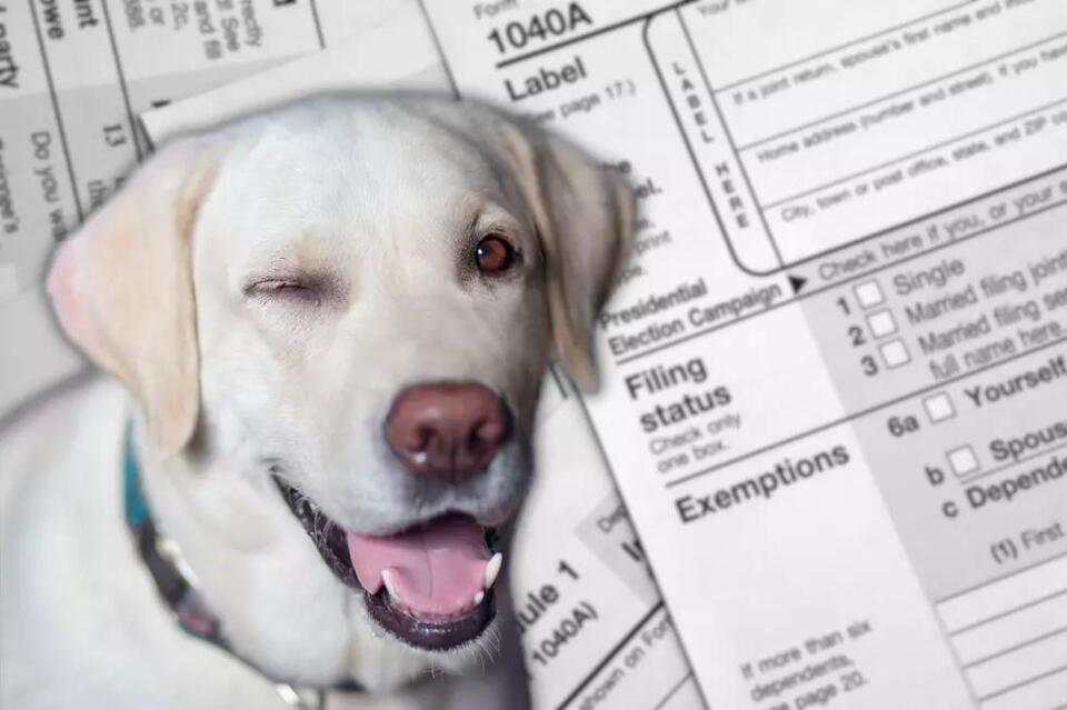 New Yorkers Can Now Claim Pet Tax: What You Need To Know - NewsBreak