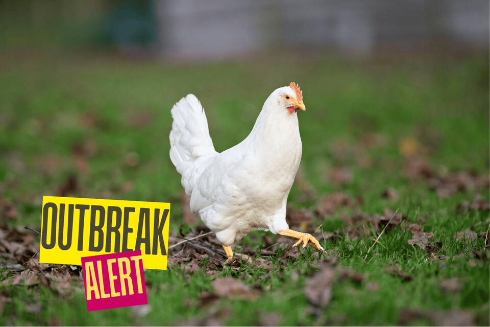 CDC Issues Warning After Salmonella Outbreak Linked to Backyard Poultry ...
