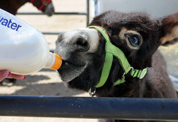 Super Swap Earth Fair offers big tent swap meet and family fun - NewsBreak
