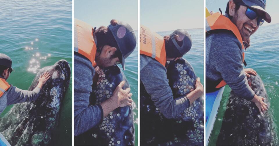 Whale 'purrs' with happiness as man showers her with hugs and kisses in ...