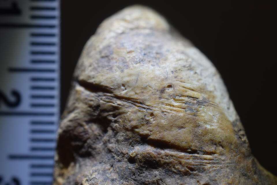 New evidence suggests early human ancestors were present in Europe ...