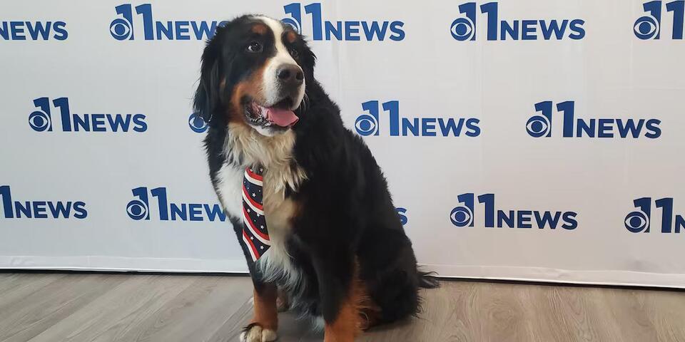 Beloved Colorado dog mayor, Parker the Snow Dog, has passed away ...