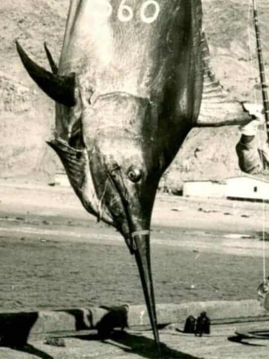 Discover 5 Unbreakable Records of the Biggest Fish Caught - NewsBreak