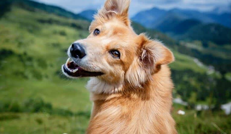 Dogs may be taught to communicate by pressing buttons: study - NewsBreak