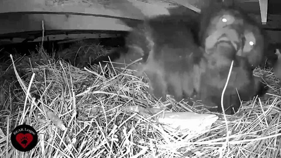 Tahoe bear deaths: Mama bear tried to get her dead cub up, drag it off ...