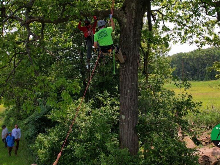 Danville teacher and Pa. Ag. Secretary climb Blue Knob's tallest tree ...