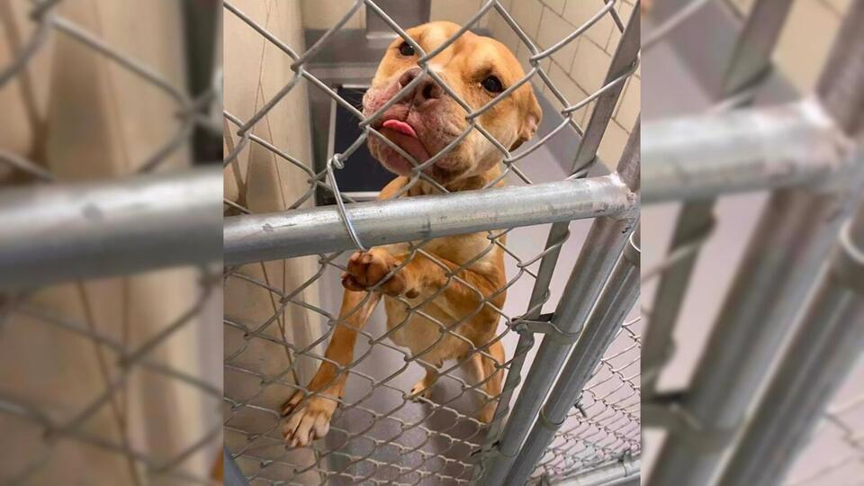 Sorrowful Dog Who Spent A Long Time In A Shelter In Georgia Rejoices ...