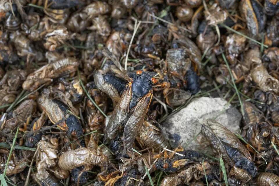 20 Jarring Photos Showing Massive Cicada Pile in Residential ...