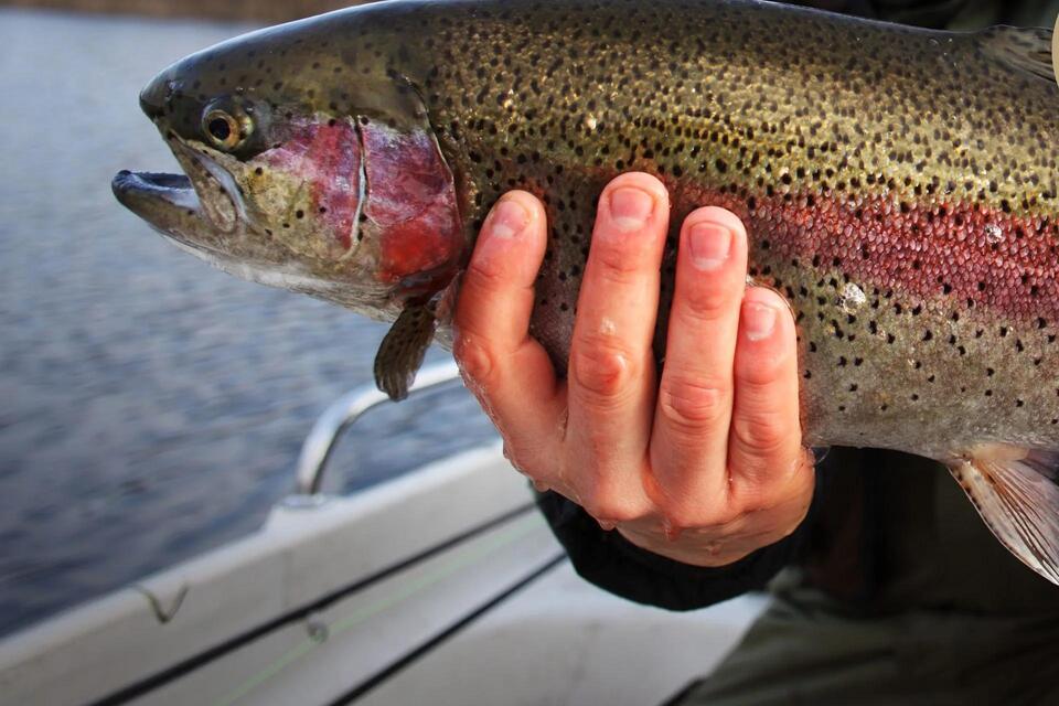 Helena Area Reservoirs Fishing Report 9.22.25 - NewsBreak