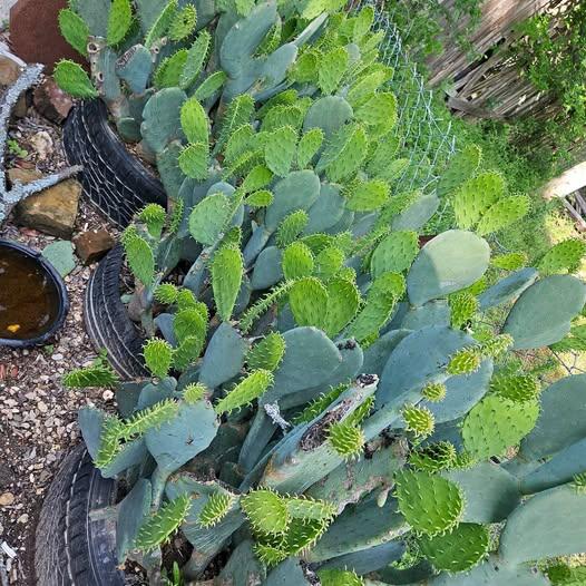 🎁 Freebies Up for Grabs in Killeen — Furniture, Plants & More - NewsBreak