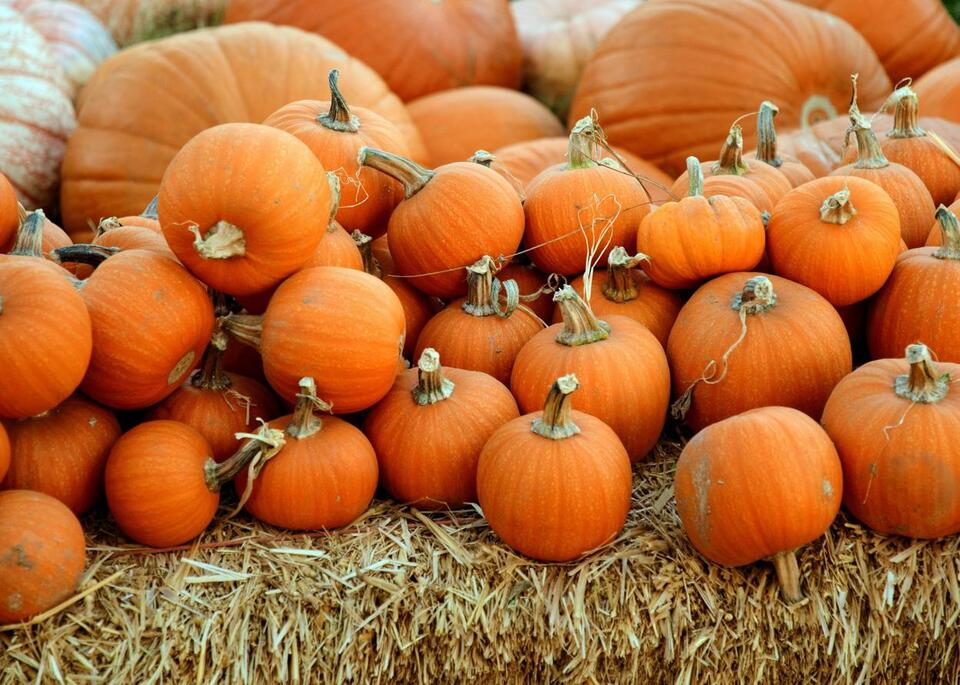 600 Pound Pumpkins At Kalamazoo County Farm - NewsBreak