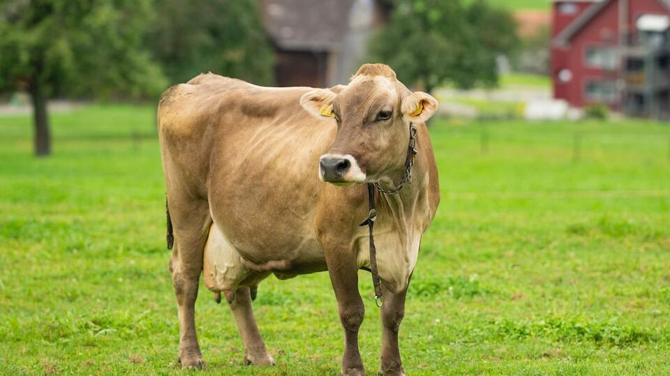 Smart Pet Cow Using a Stick to Scratch Herself May Be the First ...