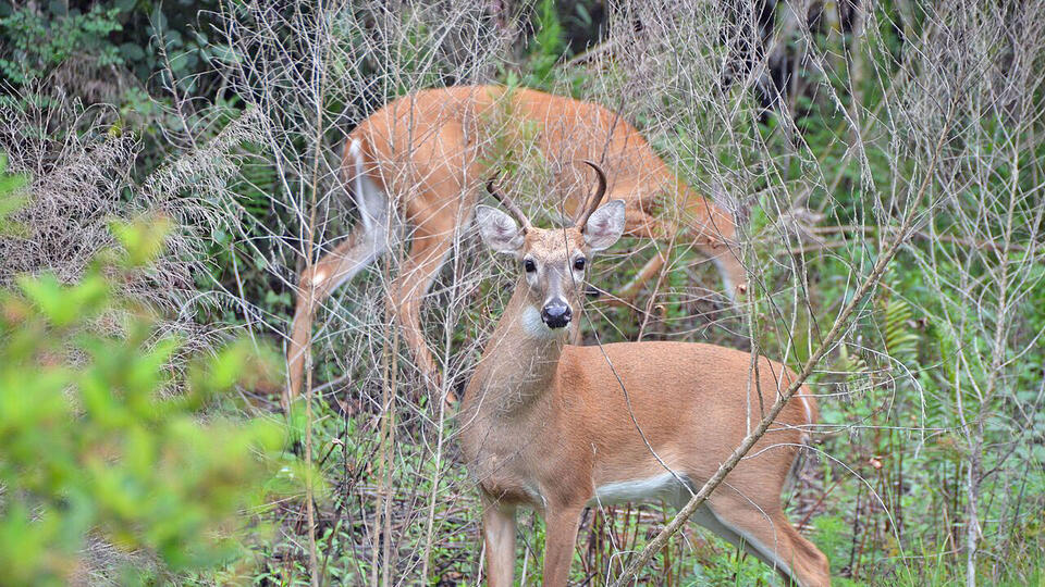 The states with the densest deer populations per square mile - NewsBreak