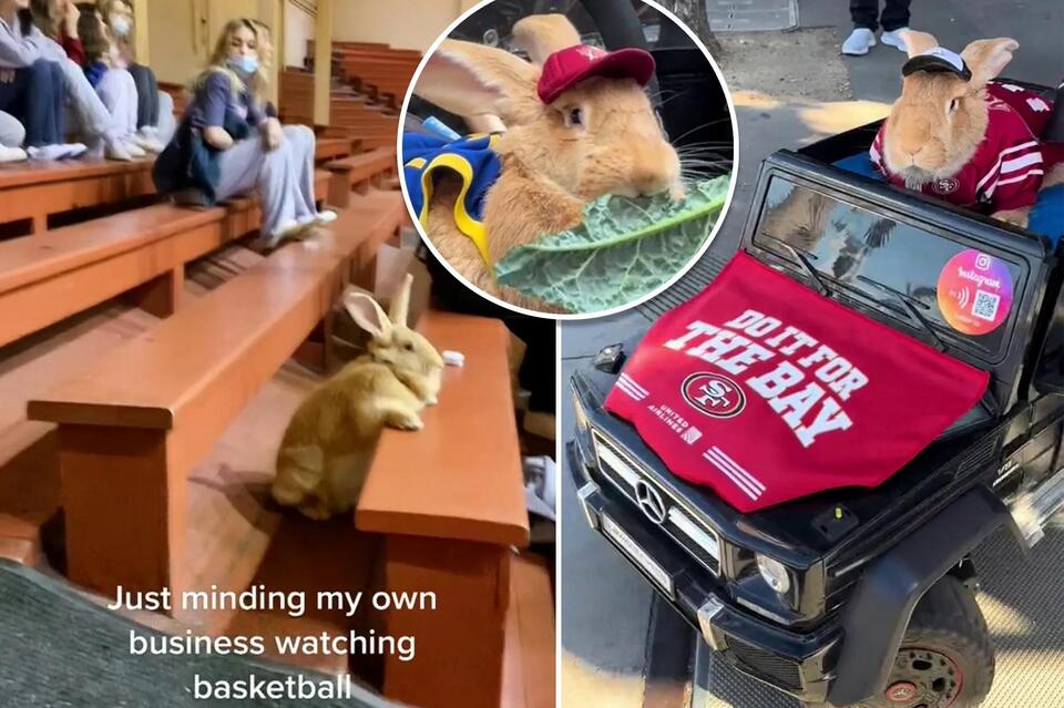 30-pound bunny rescued from slaughterhouse now a social media star and ...