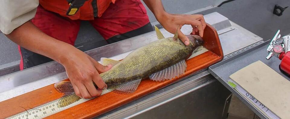 Walleye Warfare at Tiber Reservoir, 129 pounds+ takes the crown ...