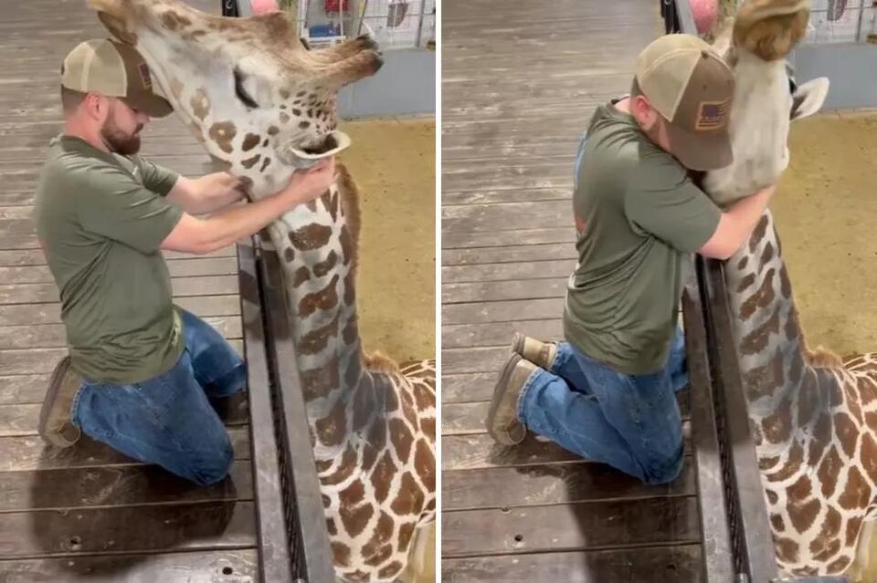 CUTE: Giraffe Snuggles With Chiropractor After Most Adorable Adjustment ...