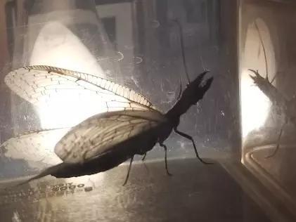Why You Want to Catch Not Kill this Giant Scary Bug in New York