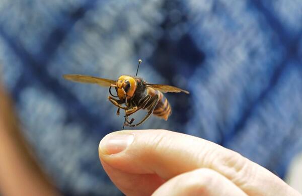 Experts say 'murder hornets' have been eradicated from the U.S. - NewsBreak
