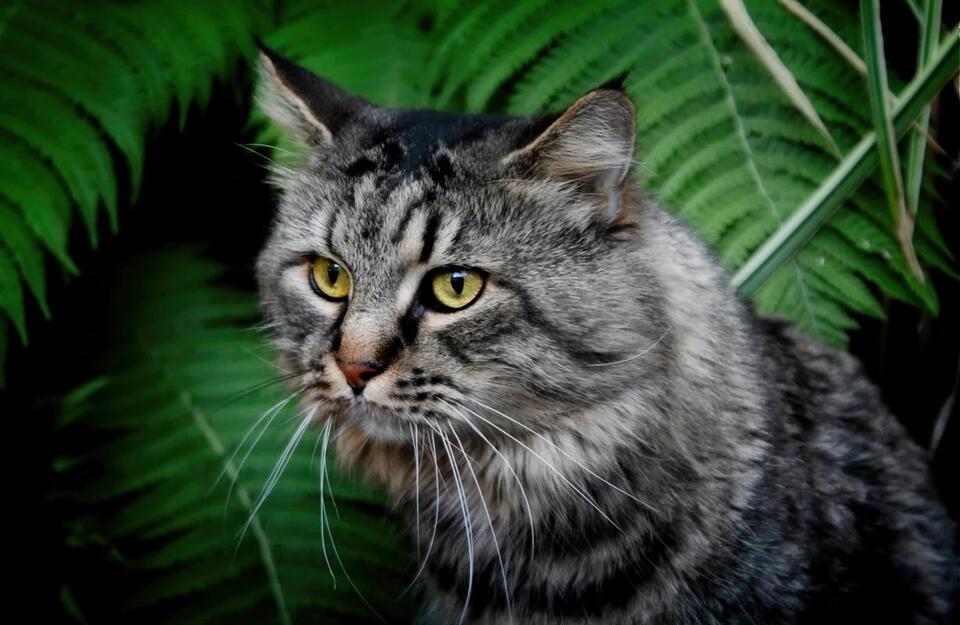 When Visitors Arrive — How to Support a Cat That Can’t Stand Company ...