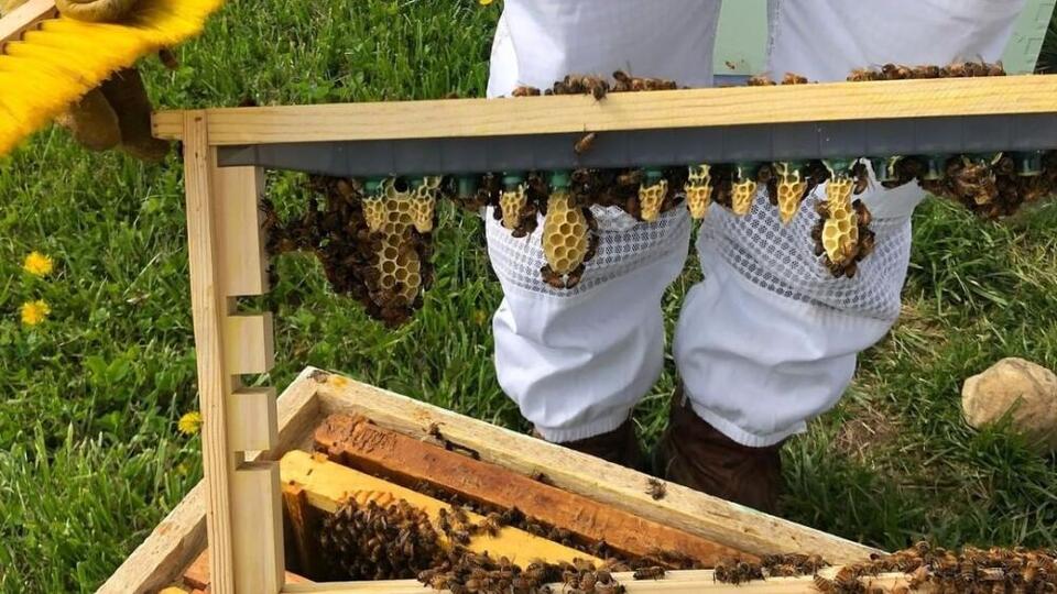 Celebrate Pollinator Week in Indianapolis, IN - NewsBreak