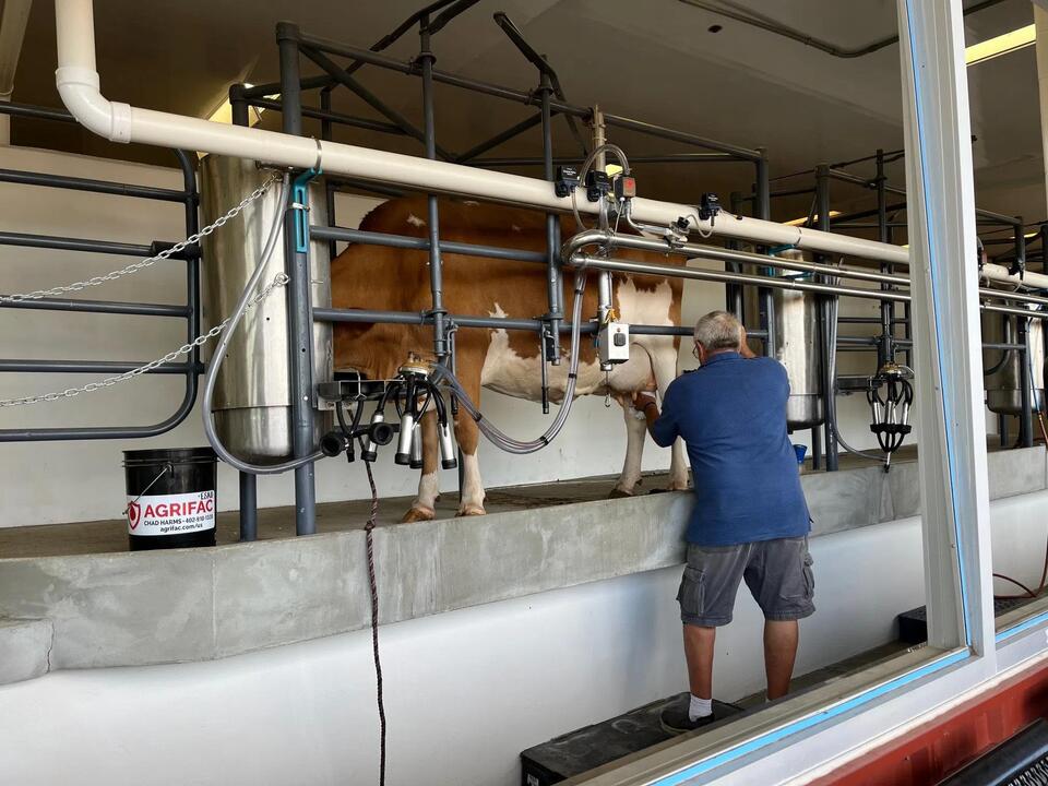 Milking parlor demonstration shows modern dairy cattle practices