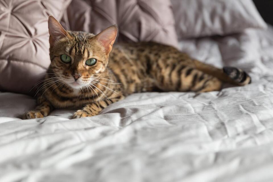 Exploring the Feline World: 5 Cat Breeds That Love the Outdoors and 5 ...