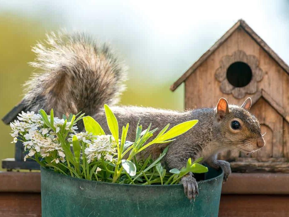 Chipmunk vs Squirrel: 7 Main Differences Between These Critters Explained