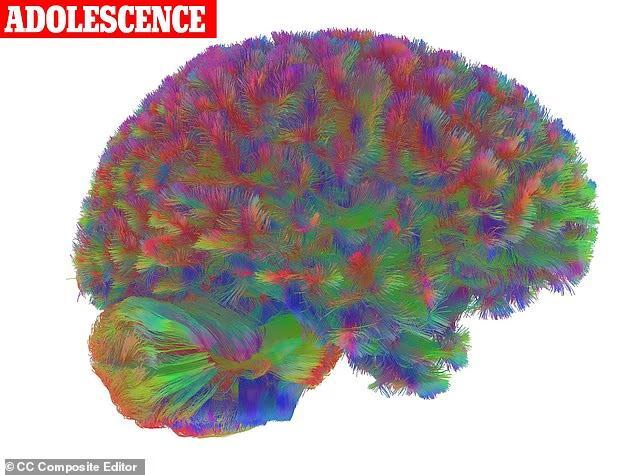 The five key stages of the human brain - with the 'adolescent' period ...