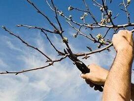 Pruning basics for fruit trees and shrubs