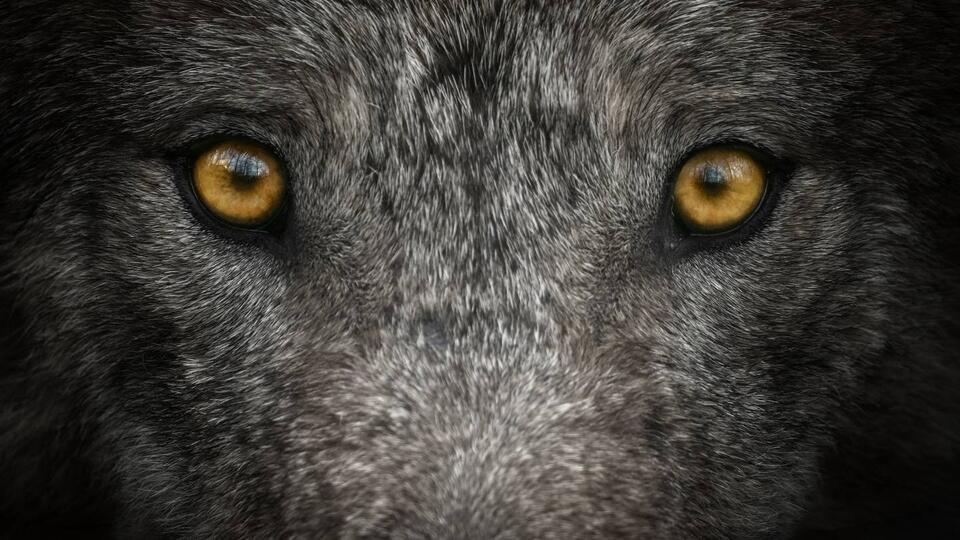 DNA test confirms wolf killed in upstate New York - NewsBreak