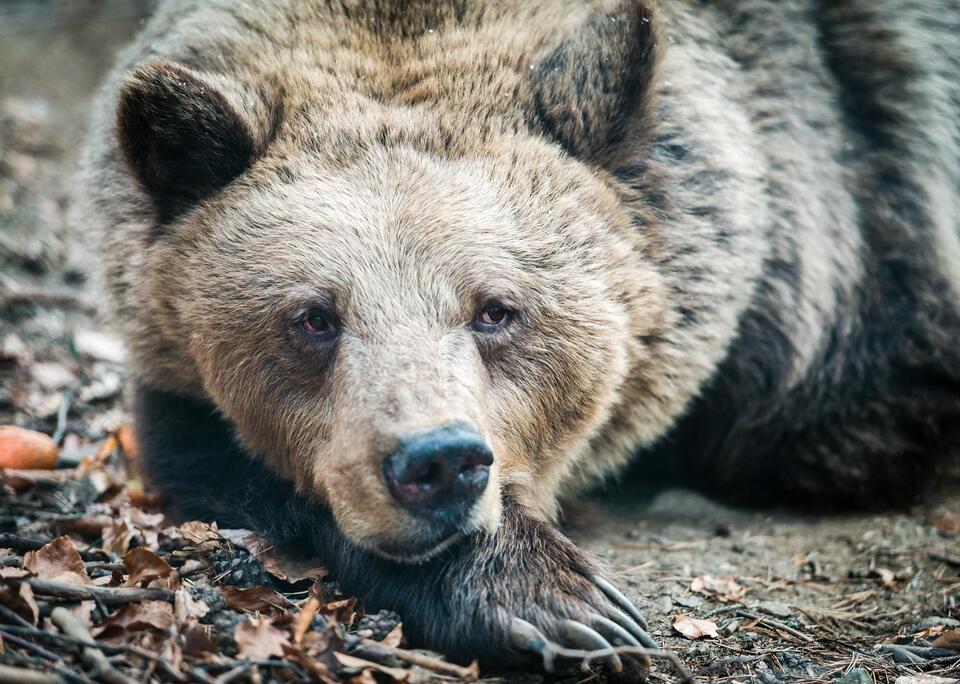 Living Near Humans Made These Bears Smaller and Less Aggressive - NewsBreak