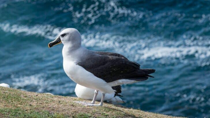15 Most Resilient Bird Species Facing Climate Challenges - NewsBreak