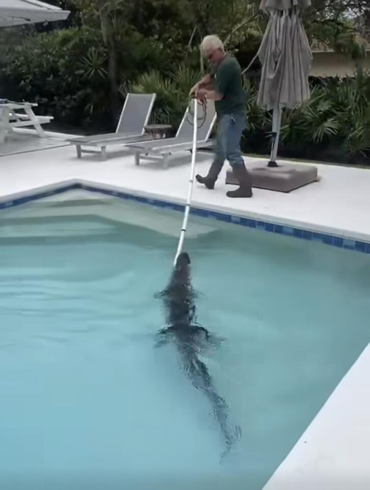 7-Foot Alligator Removed From Florida Pool As Officials Warn It’s ...