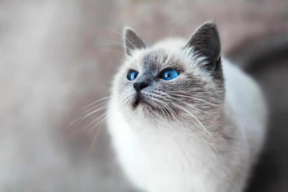 Cats Link Words to Images Twice as Fast as Human Infants, Study Shows ...