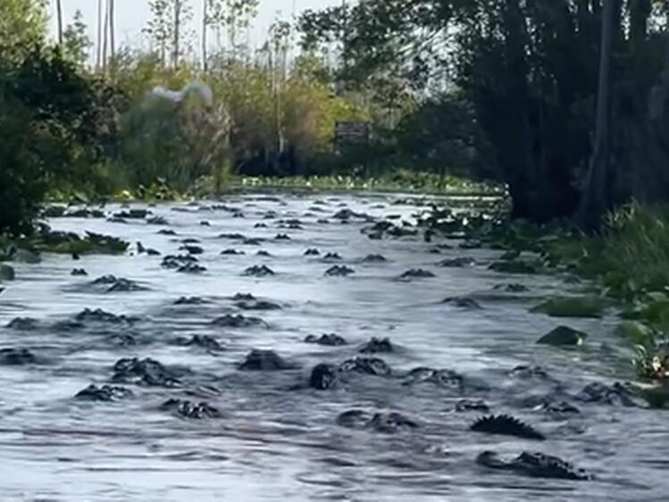 ‘There’s gators everywhere.’ Mass alligator gathering investigated in ...