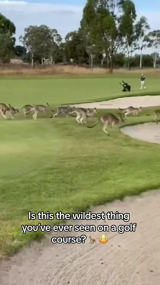 Is this the wildest thing youve ever seen on a golf course BBC News ...