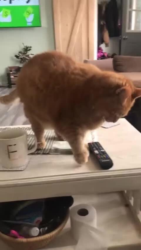 Cat keeps knocking the remote off the table - NewsBreak
