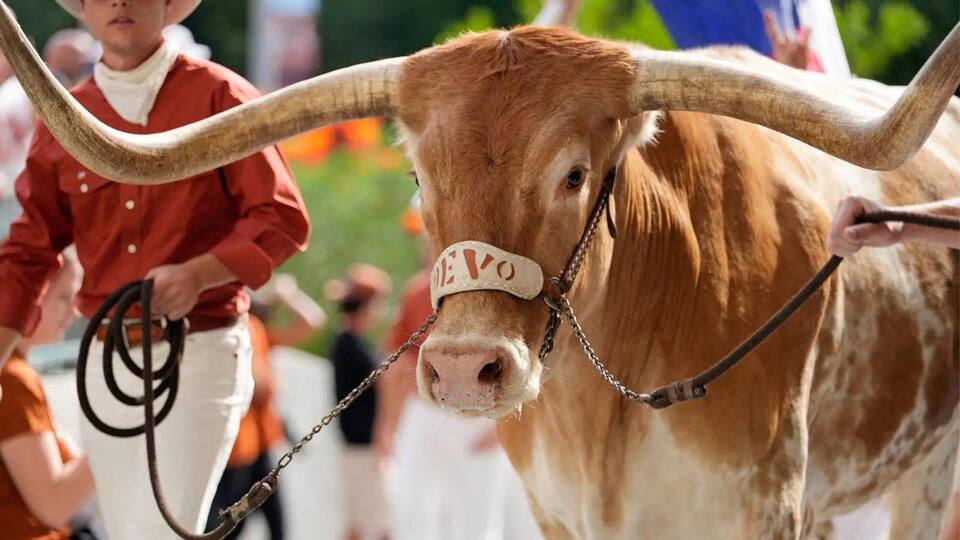 Texas Mascot Bevo Got A 50 Lb. Cake Shaped Like A Cheez-It For The ...