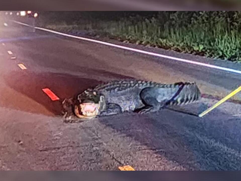 Firefighters help remove 12-foot alligator lunging at cars in the road