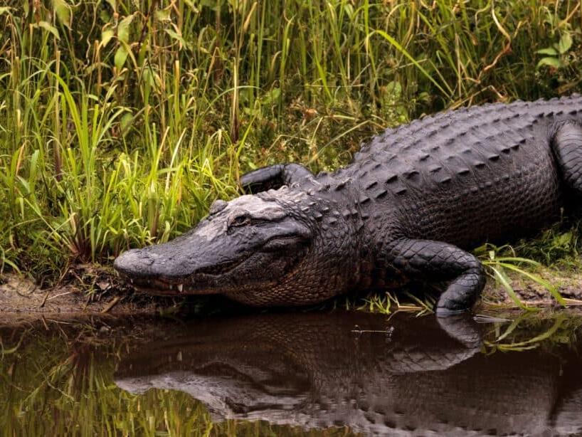 Why Lake Jesup Is One of Florida’s Most Alligator Infested Lakes