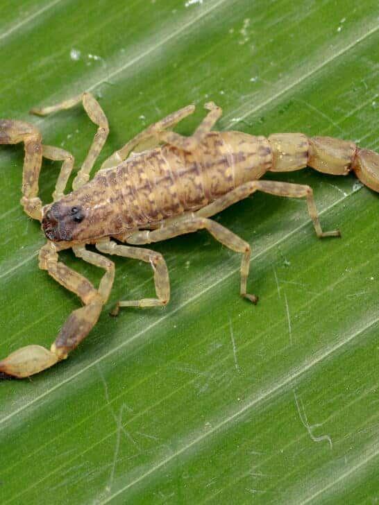 Venomous Deathstalker Scorpion Sting - NewsBreak